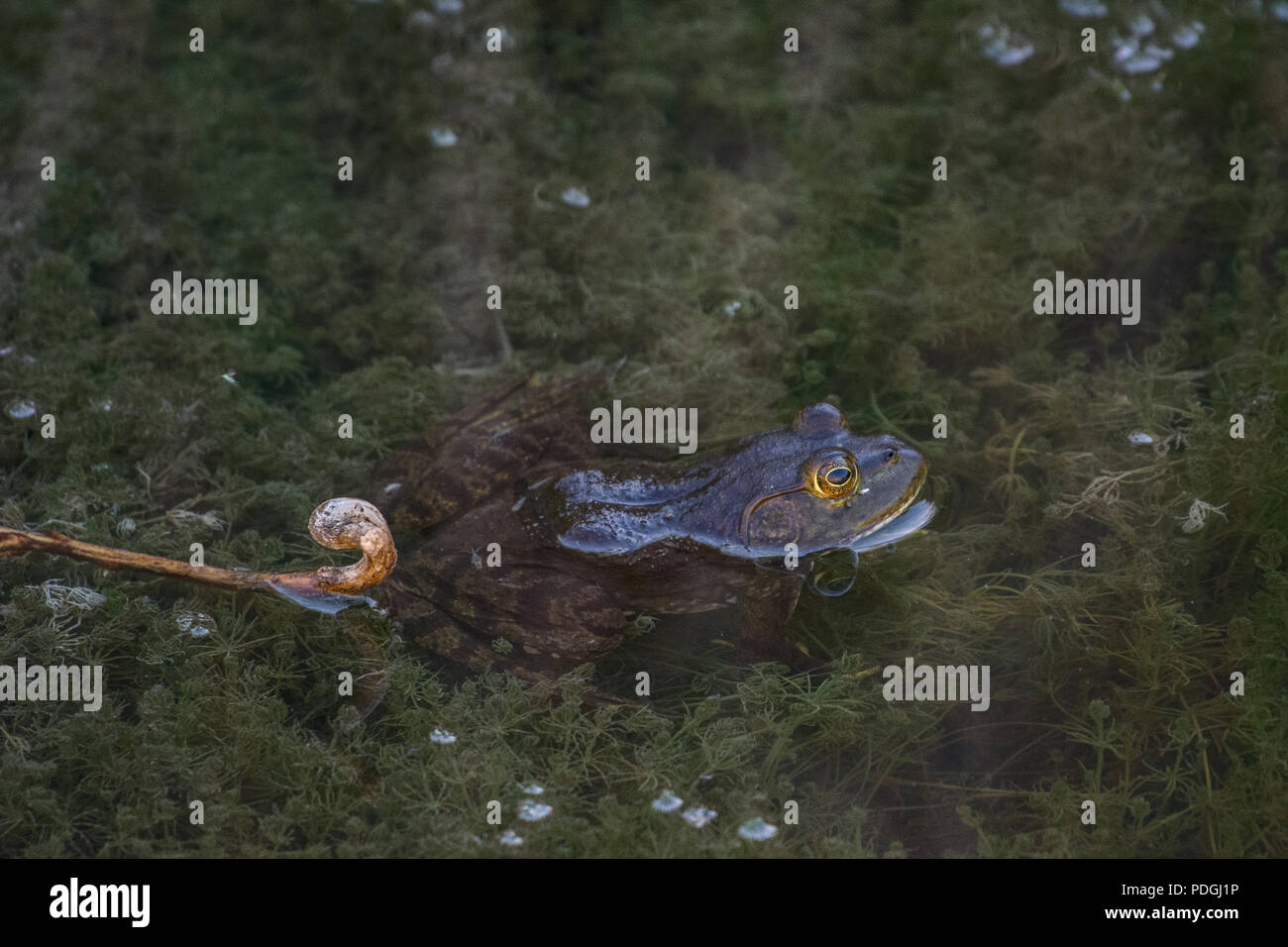 American Bullfrog (Lithobates catesbeianus) from Otero County, Colorado ...