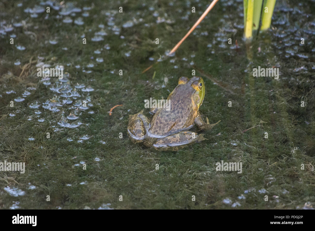 American Bullfrog (Lithobates catesbeianus) from Otero County, Colorado ...
