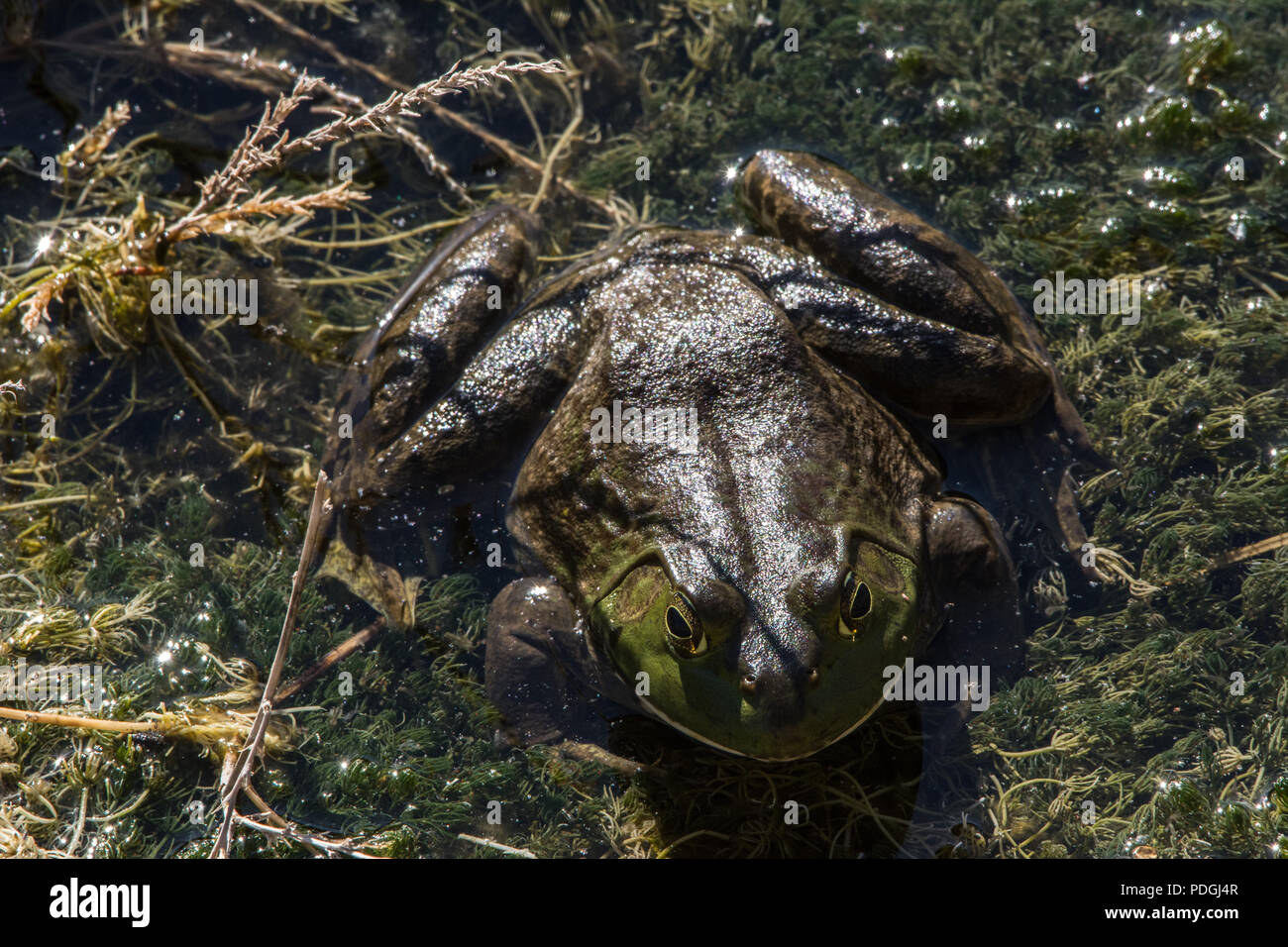 American bullfrog female hi-res stock photography and images - Alamy
