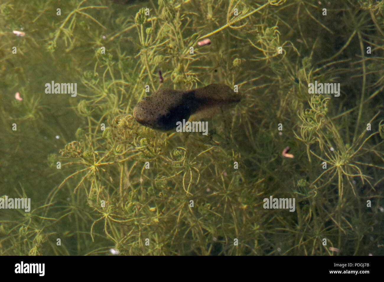 American bullfrog underwater hi-res stock photography and images - Alamy