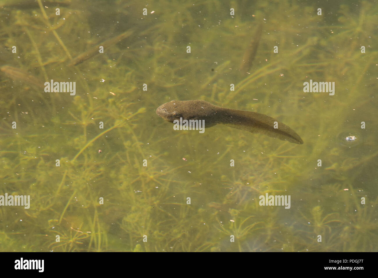 American bullfrog tadpole hi-res stock photography and images - Alamy