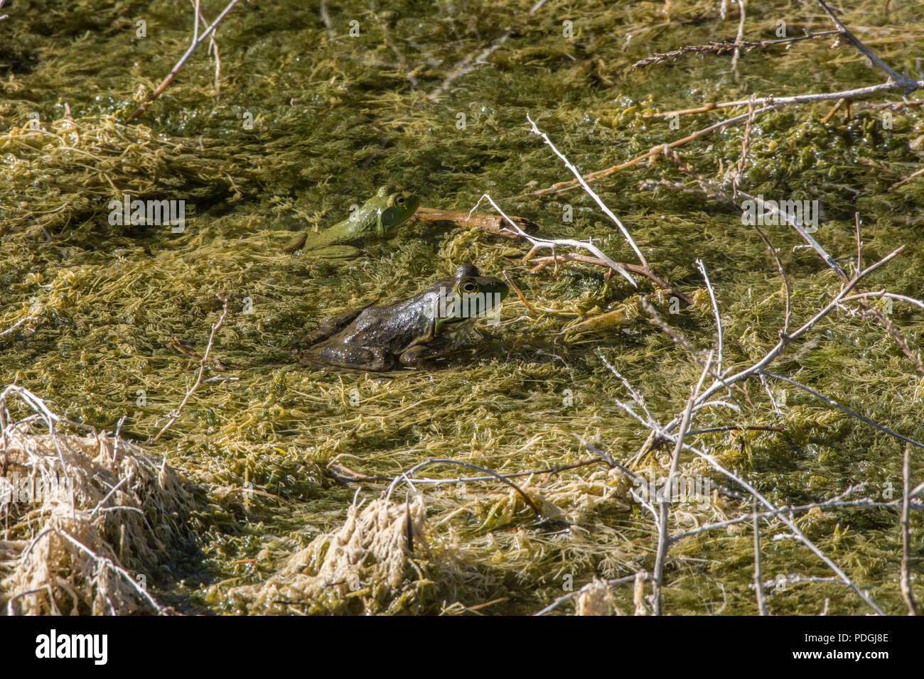 Bullfrog rana catesbeiana native united hi-res stock photography and ...