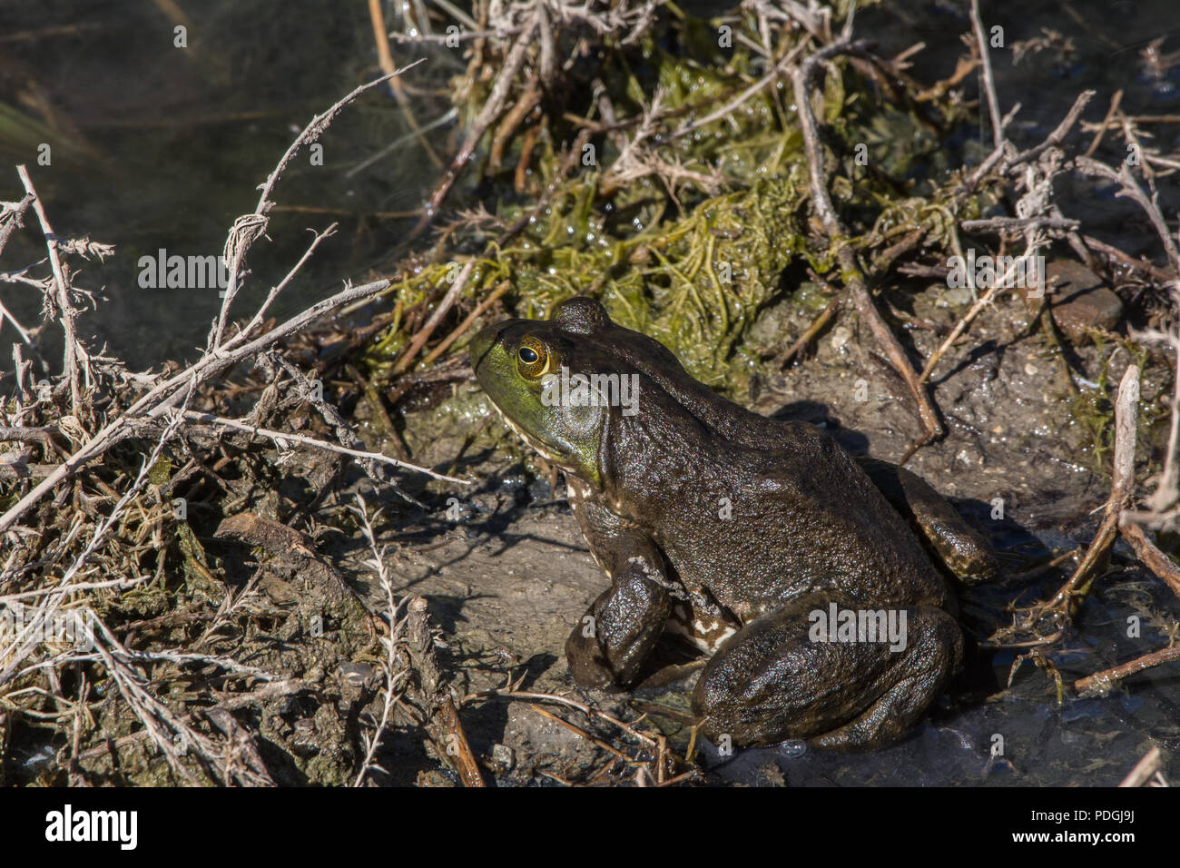 Bullfrog rana catesbeiana native united hi-res stock photography and ...
