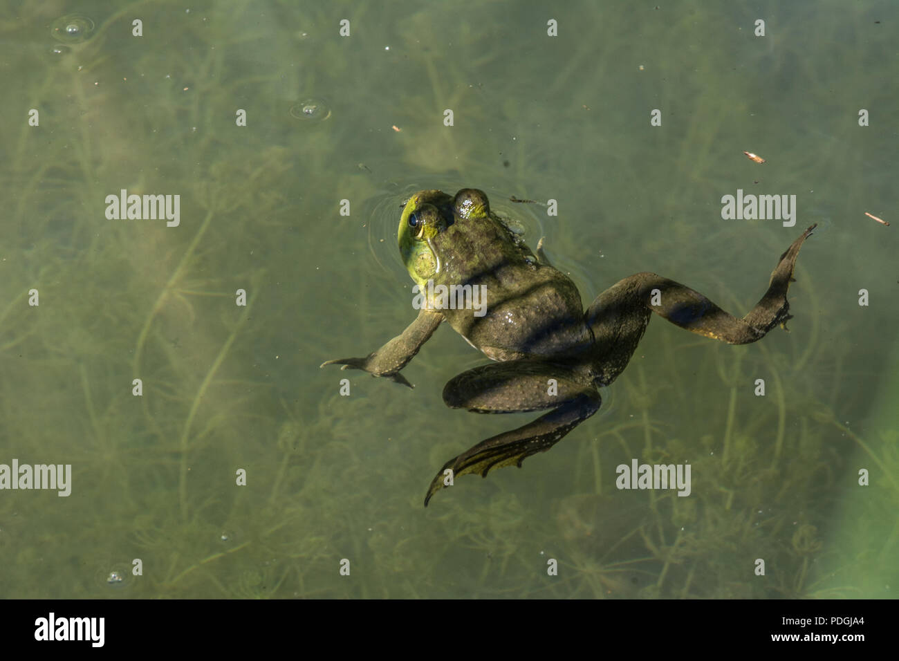 Bullfrog rana catesbeiana native united hi-res stock photography and ...