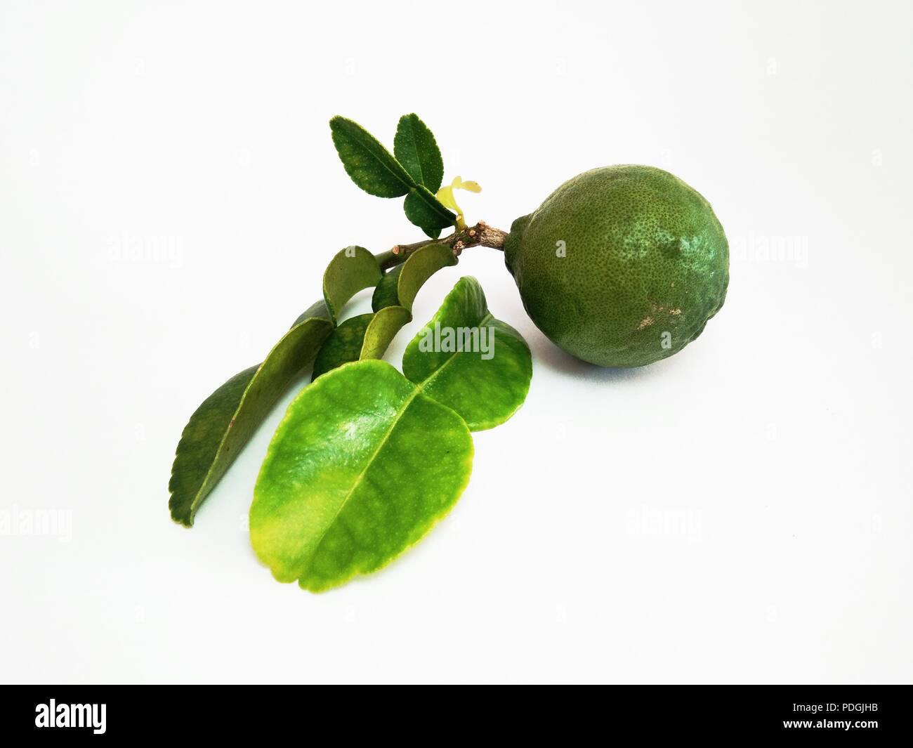 Kaffir lime fruits hi-res stock photography and images - Alamy