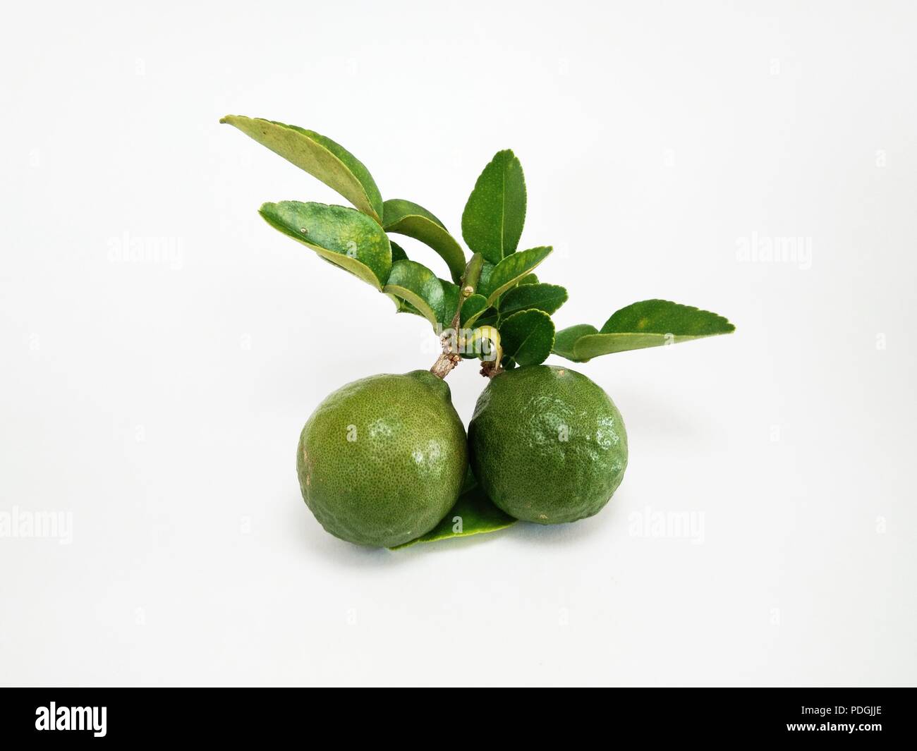 a kaffir lime Stock Photo - Alamy