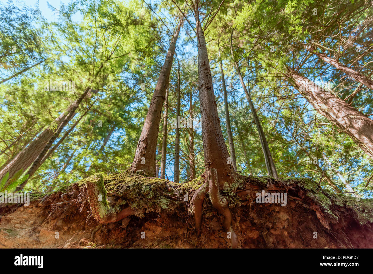 Crown roots hi-res stock photography and images - Alamy