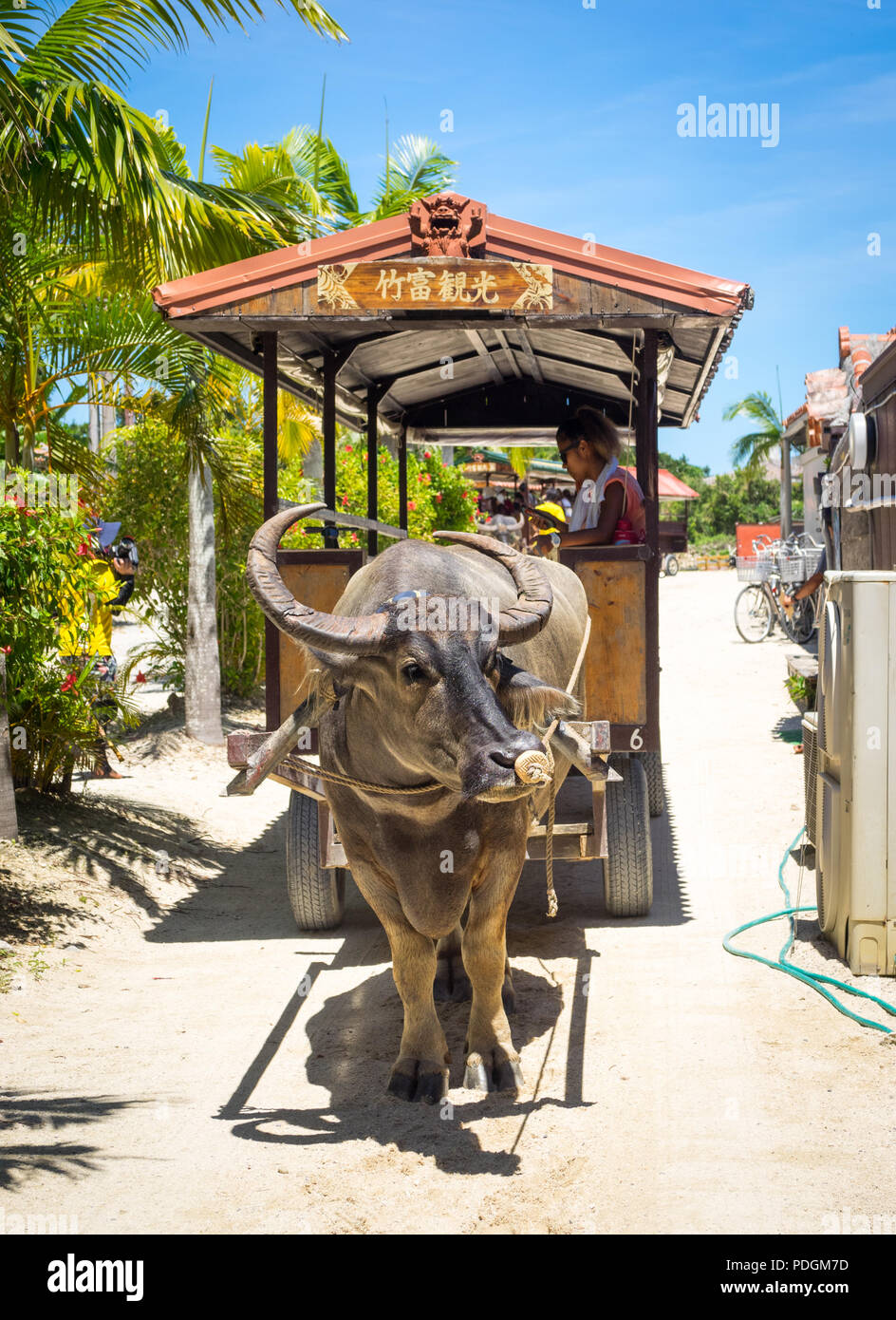 Taketomi water buffalo cart hi-res stock photography and images - Alamy