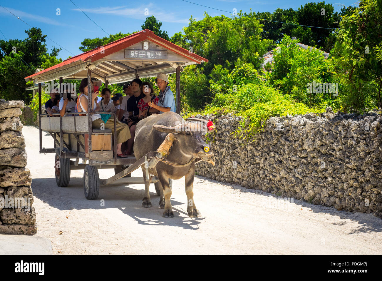 Taketomi water buffalo cart hi-res stock photography and images - Alamy