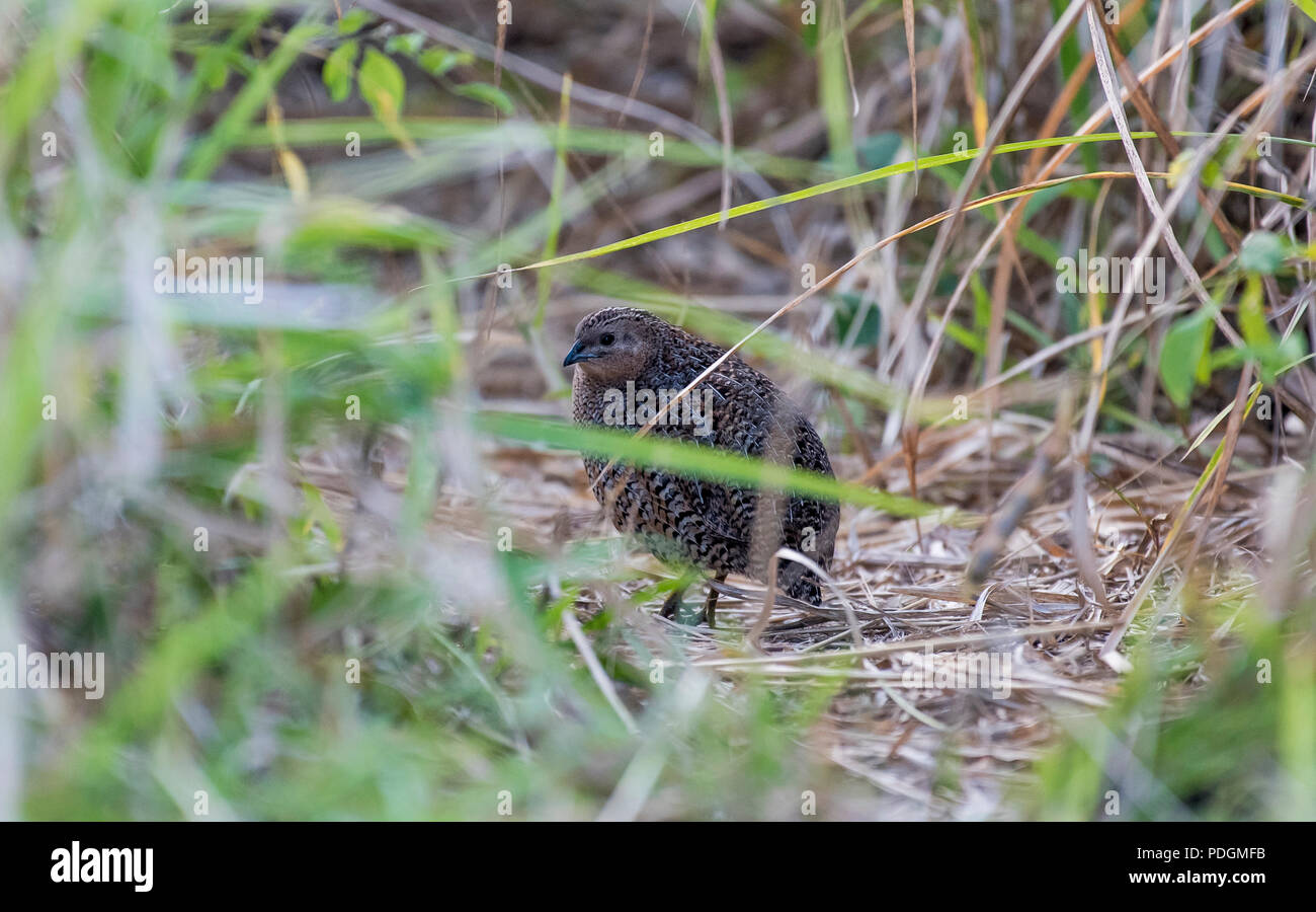 Quail beach hi-res stock photography and images - Alamy