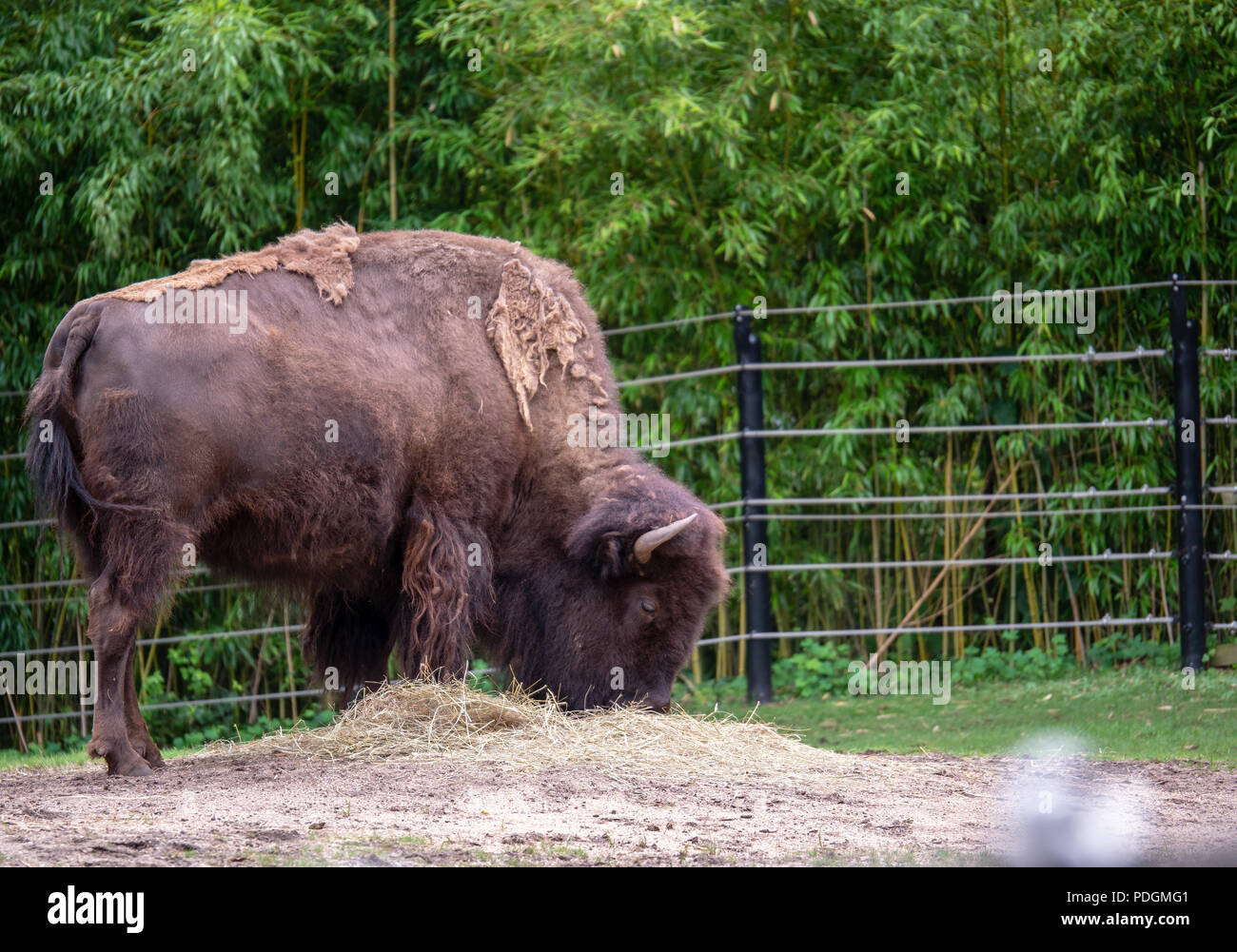 American bison Bison bison feeding on hay in a zoo exhibit Stock Photo ...