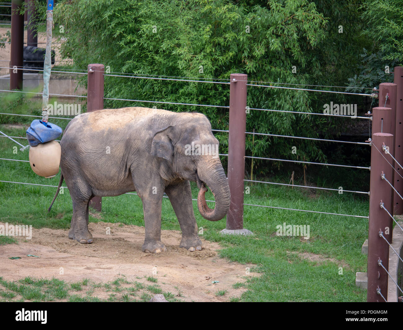 An asian elephant Elephas maximus walking inside an enclosure at a zoo ...