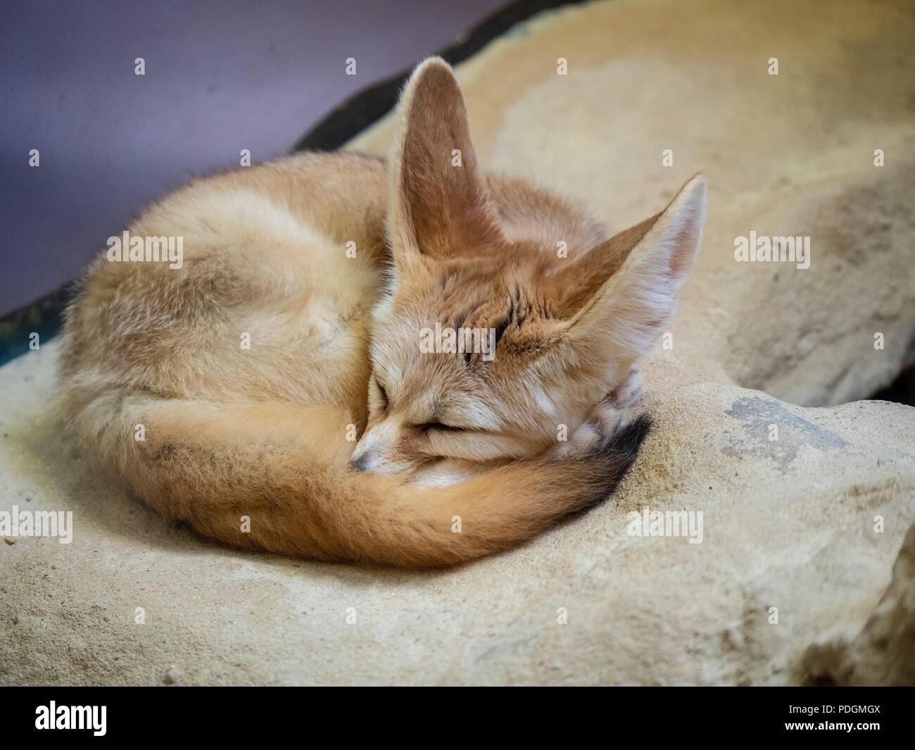 Fennec fox vulpes zerda sleeping peacefully in a curled up position Stock Photo - Alamy