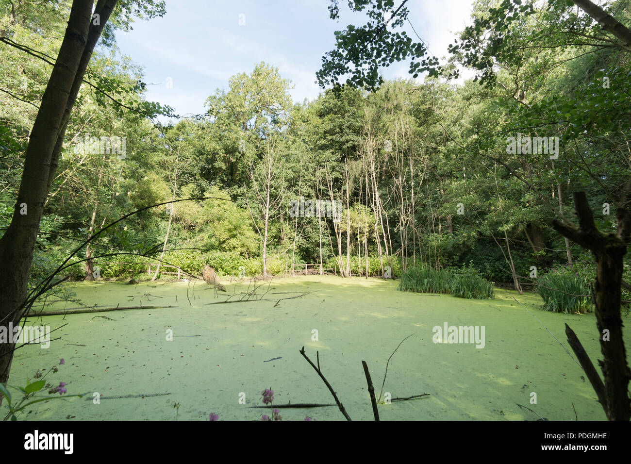 Pond pond algae hi-res stock photography and images - Alamy