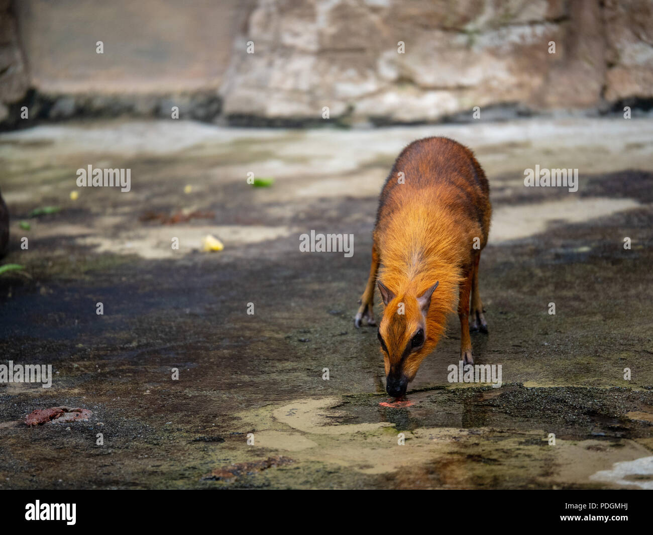 Tragulus napu hi-res stock photography and images - Alamy