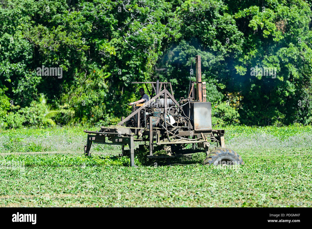 Farmer tending to his tea plantation using farm machinery, Daintree ...