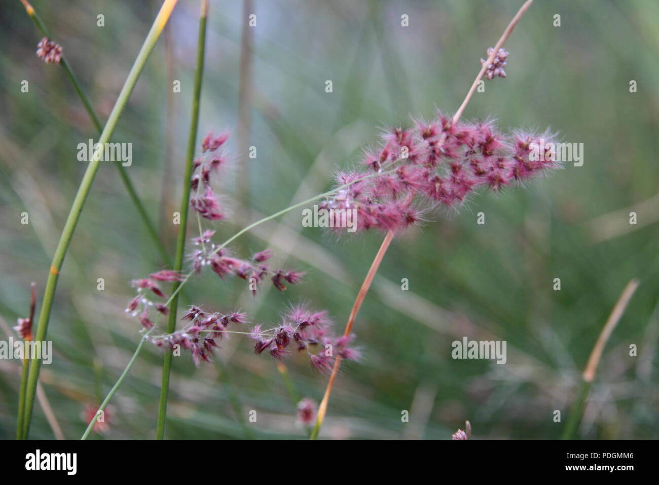 Rose natal grass hi-res stock photography and images - Alamy