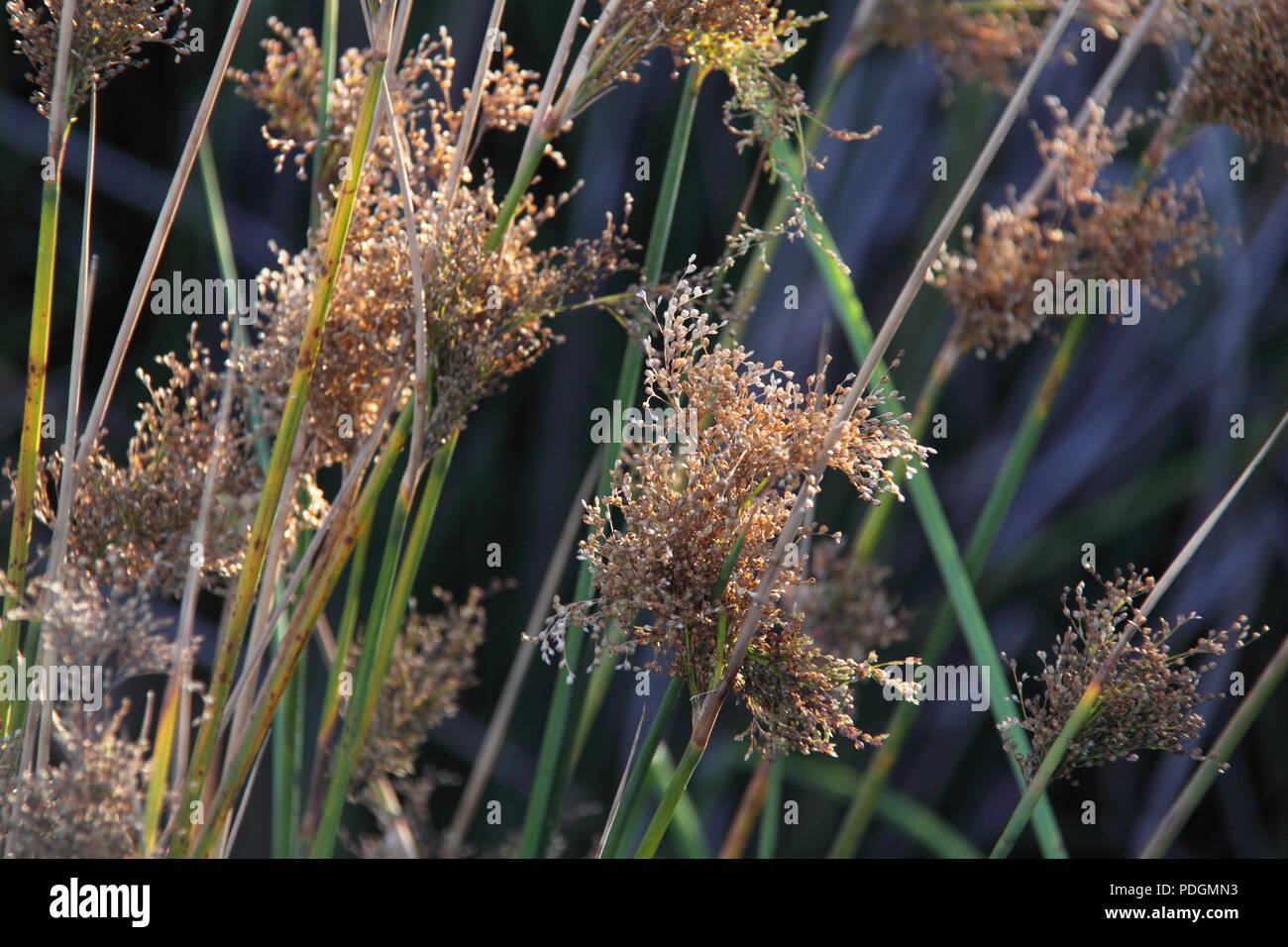 Common Rush (Juncus Effusus) Along Water's Edge Stock Photo - Alamy