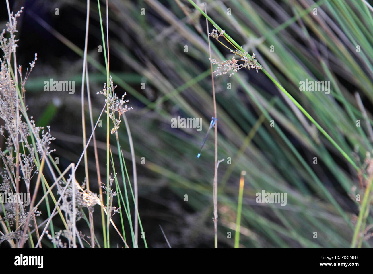 Common Rush (Juncus Effusus) Along Water's Edge Stock Photo - Alamy