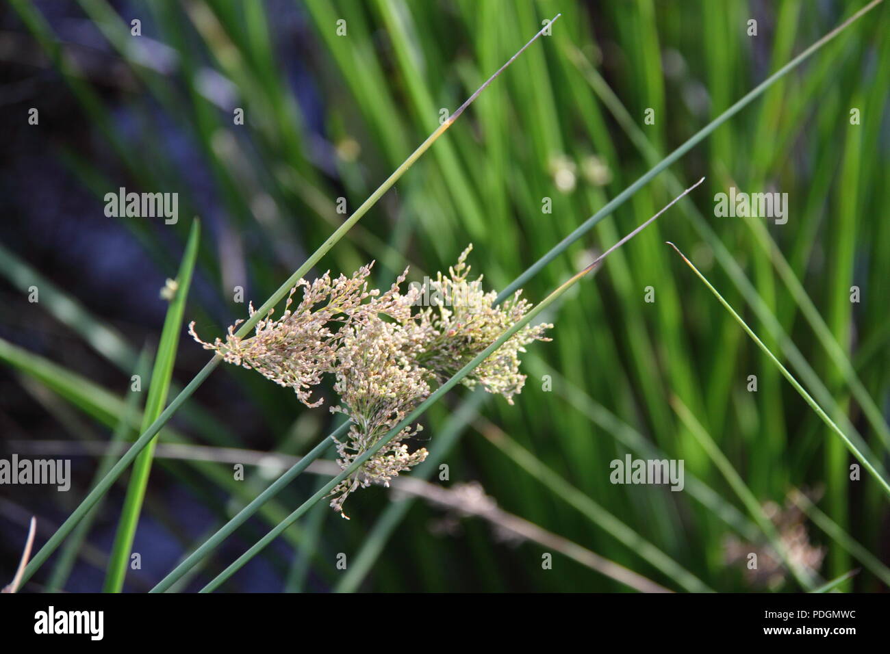 Common Rush (Juncus Effusus) Along Water's Edge Stock Photo - Alamy