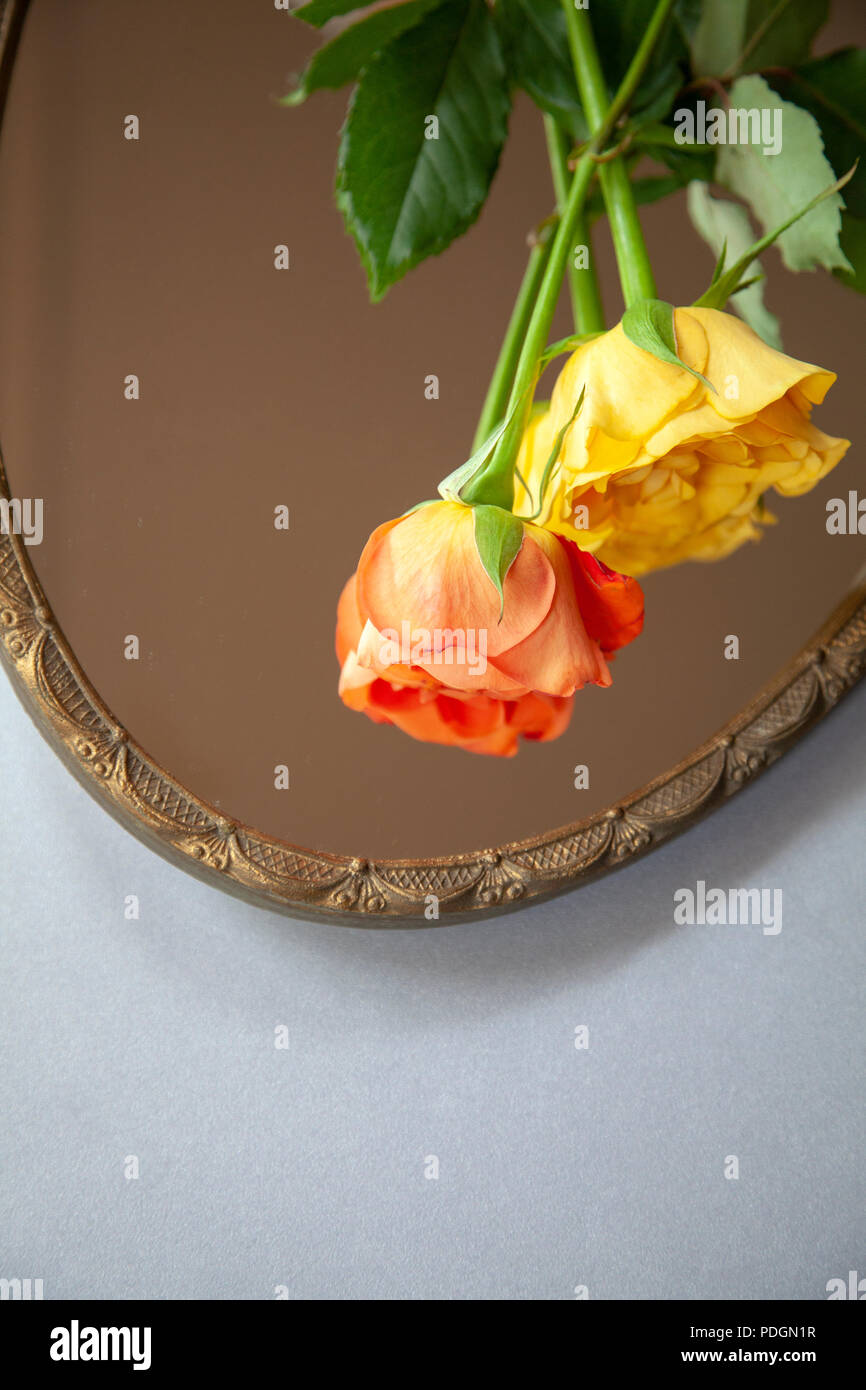 Roses Mirror Reflection Stock Photo - Alamy Roses Mirror Reflection Stock Photo - Alamy