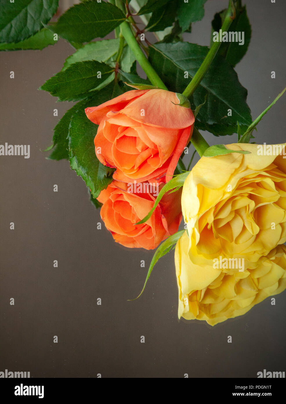 Roses Mirror Reflection Stock Photo - Alamy