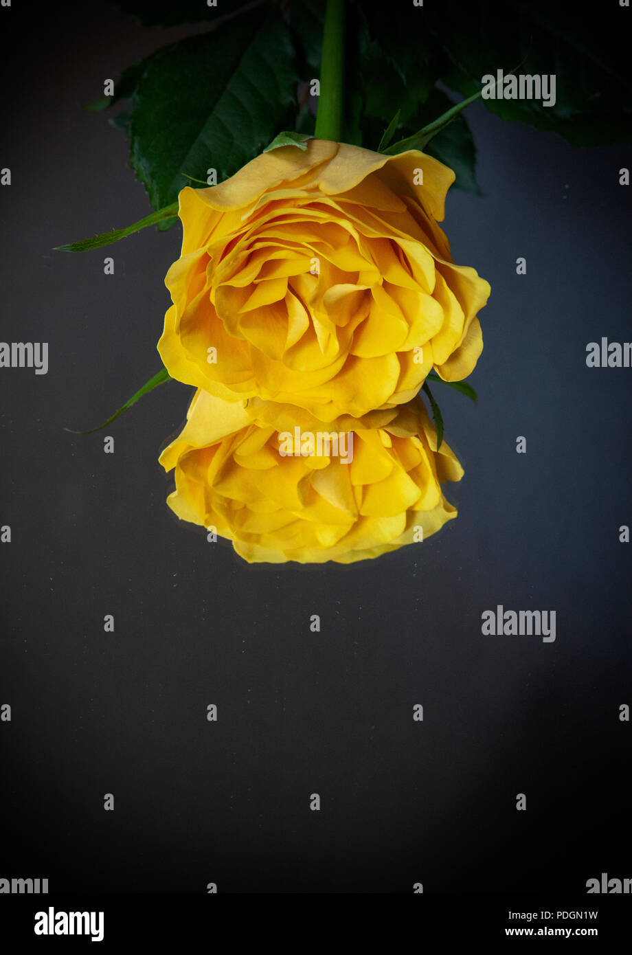 Flowers reflection in mirror hi-res stock photography and images - Alamy