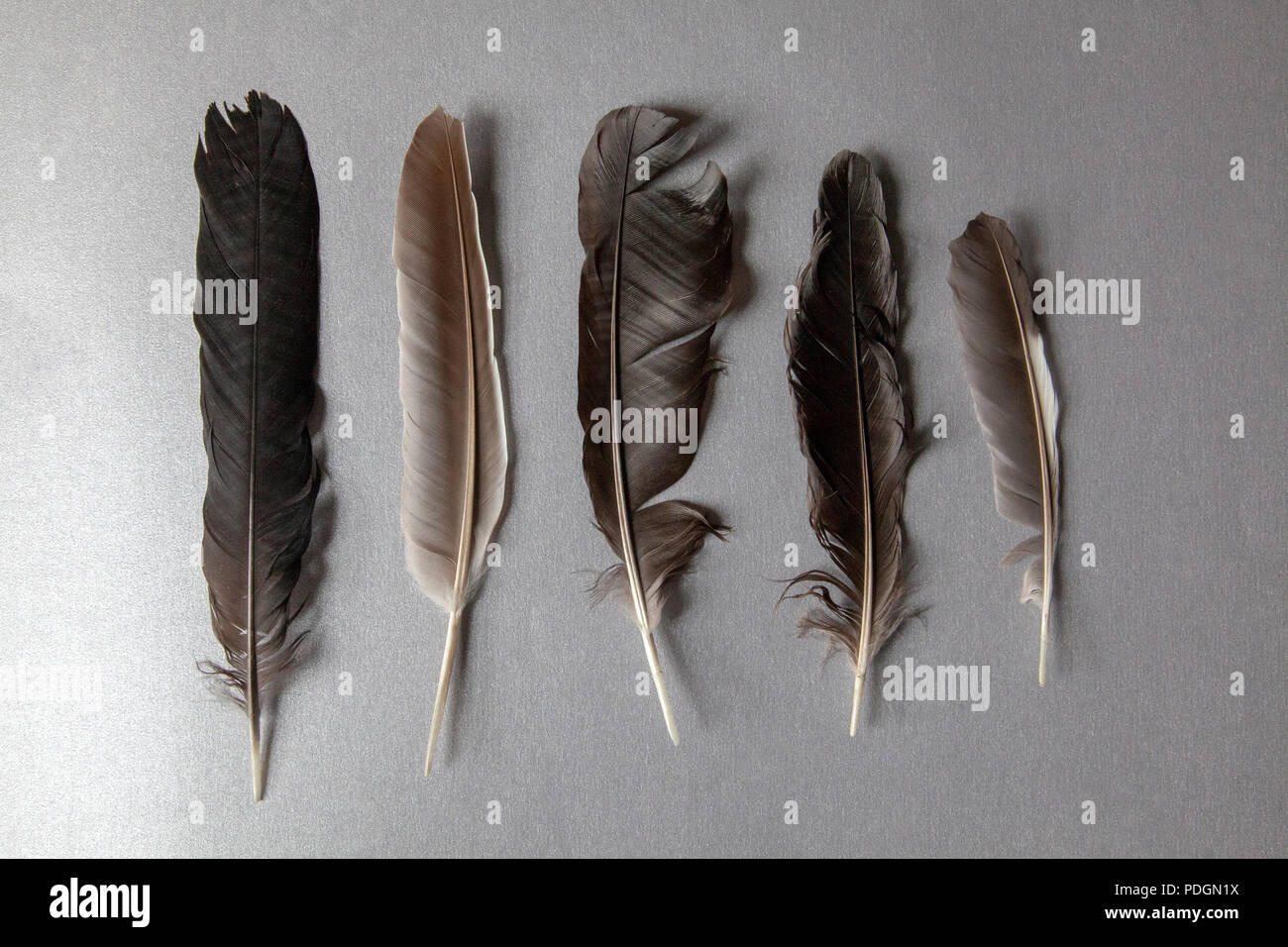 Alignment of feathers hi-res stock photography and images - Alamy