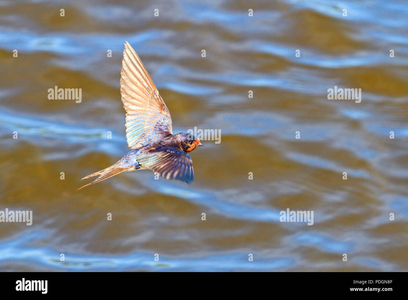 Swallow flying over water hi-res stock photography and images - Alamy
