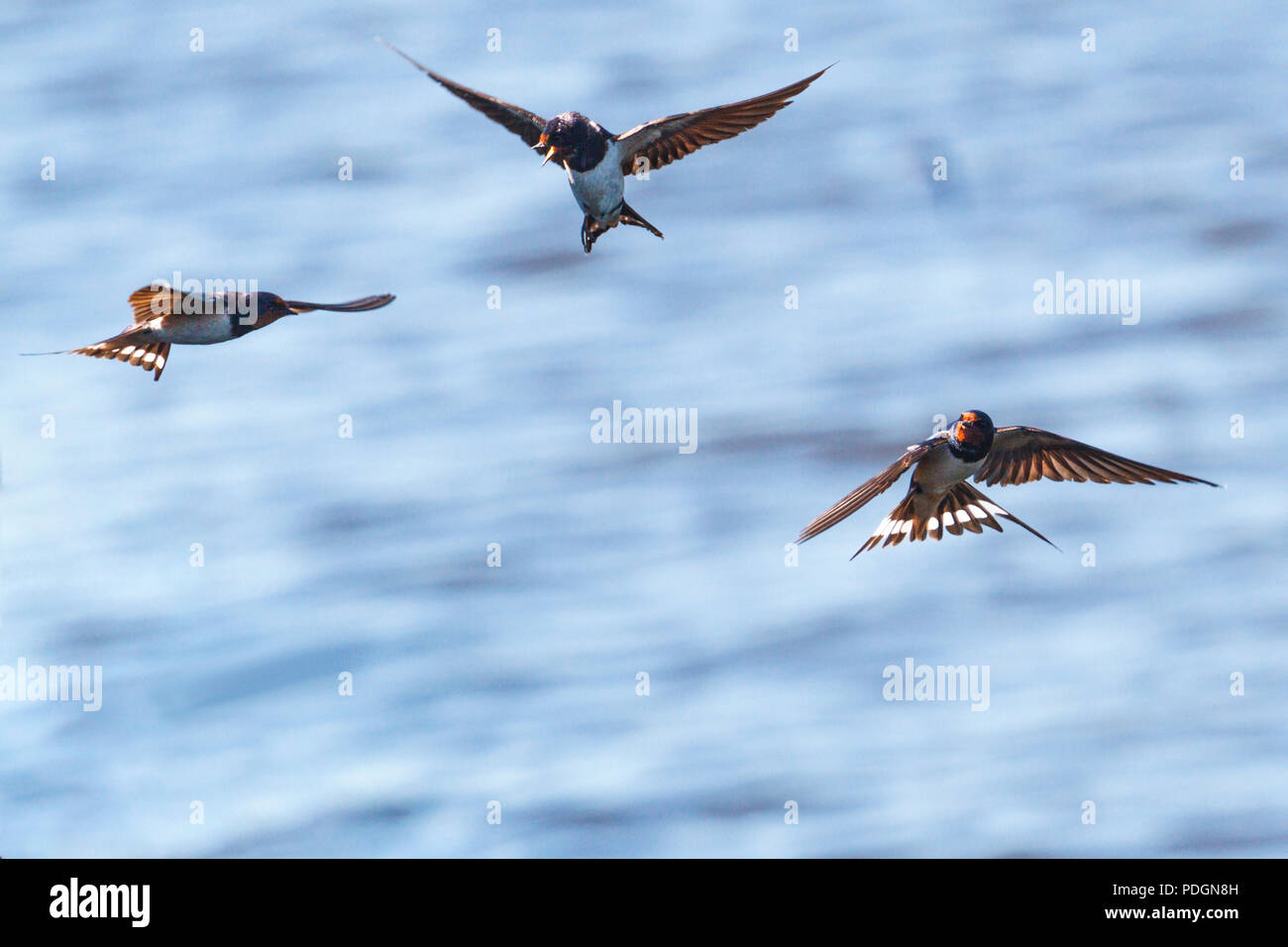 barn swallows fly over the river, wildlife, birds Stock Photo - Alamy