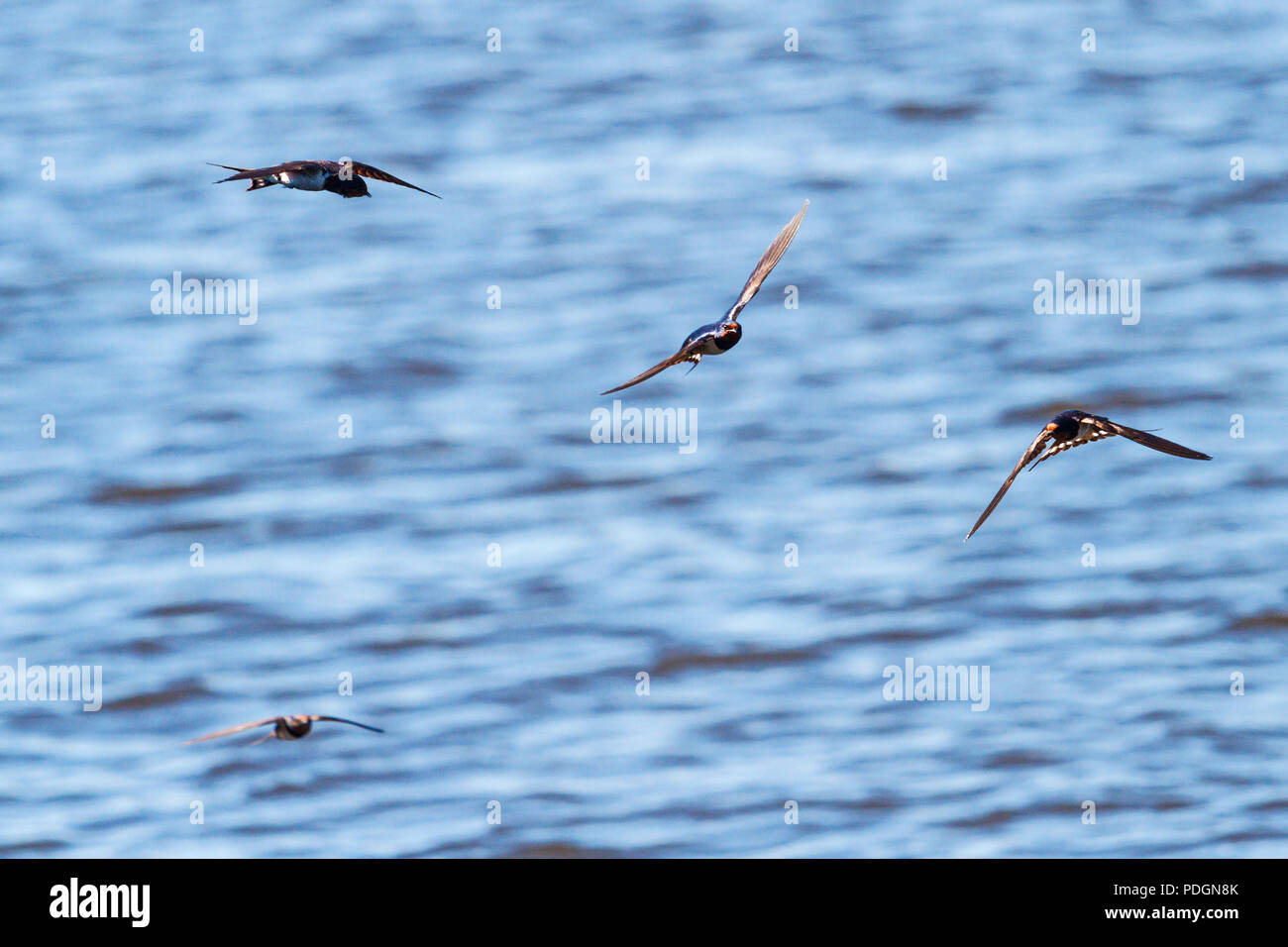 barn swallows fly over water, wildlife, birds Stock Photo - Alamy
