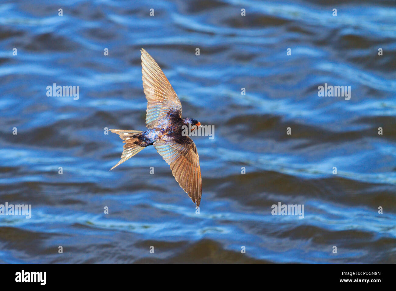 beautiful bird with a metallic glare flies above the water, wildlife ...