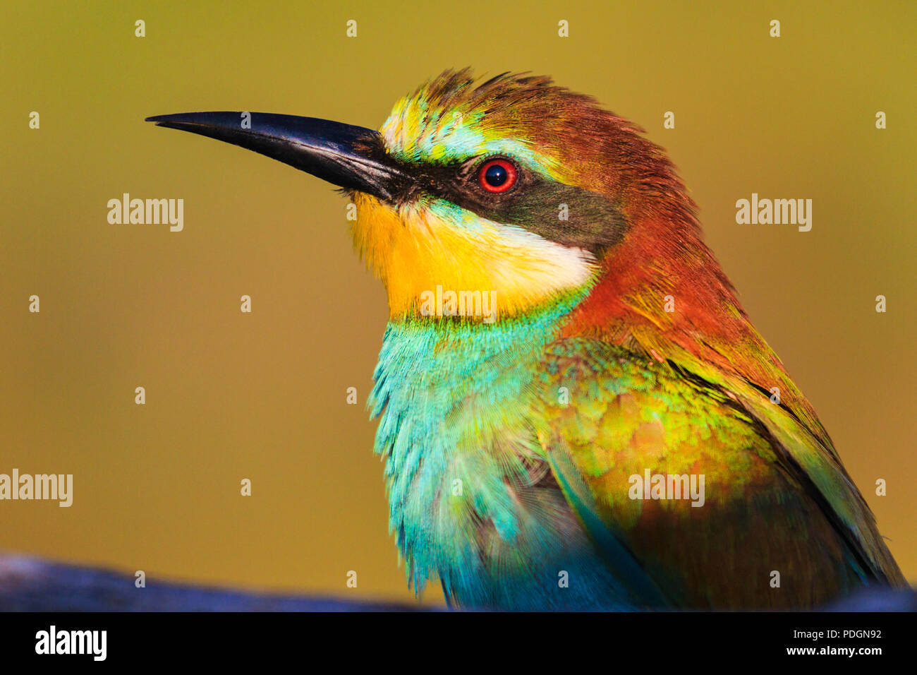 bee-eater with colored feathers, wildlife, birds Stock Photo - Alamy