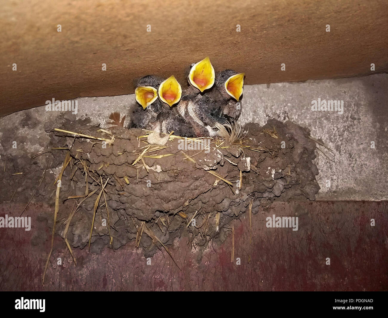 Hungry chicks beaks open hi-res stock photography and images - Alamy