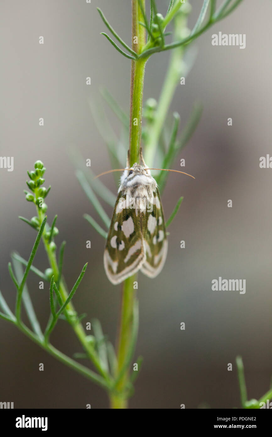 Green silver spangled shark moth Stock Photo - Alamy