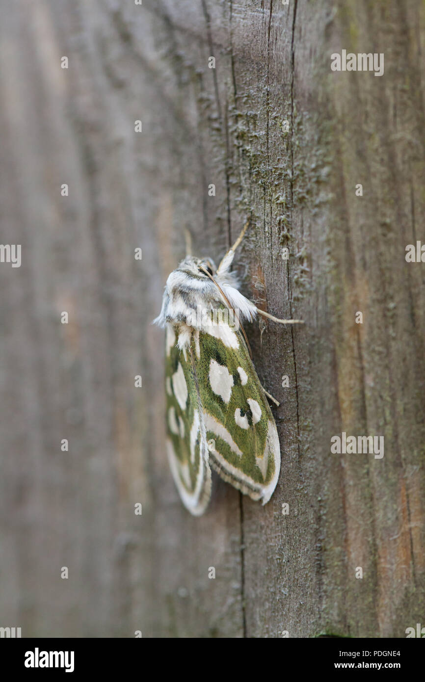 The shark moth hi-res stock photography and images - Alamy