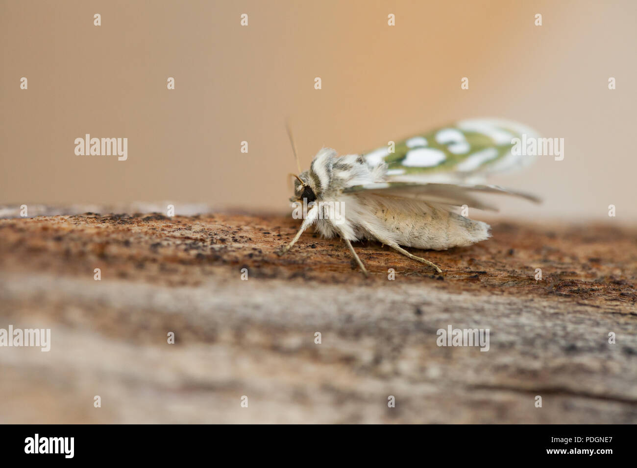 Green silver spangled shark moth Stock Photo - Alamy