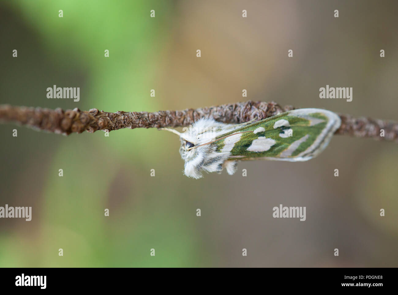 Green silver spangled shark moth Stock Photo - Alamy