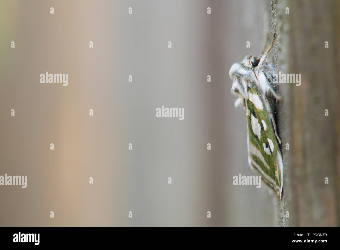 Green silver spangled shark moth Stock Photo - Alamy