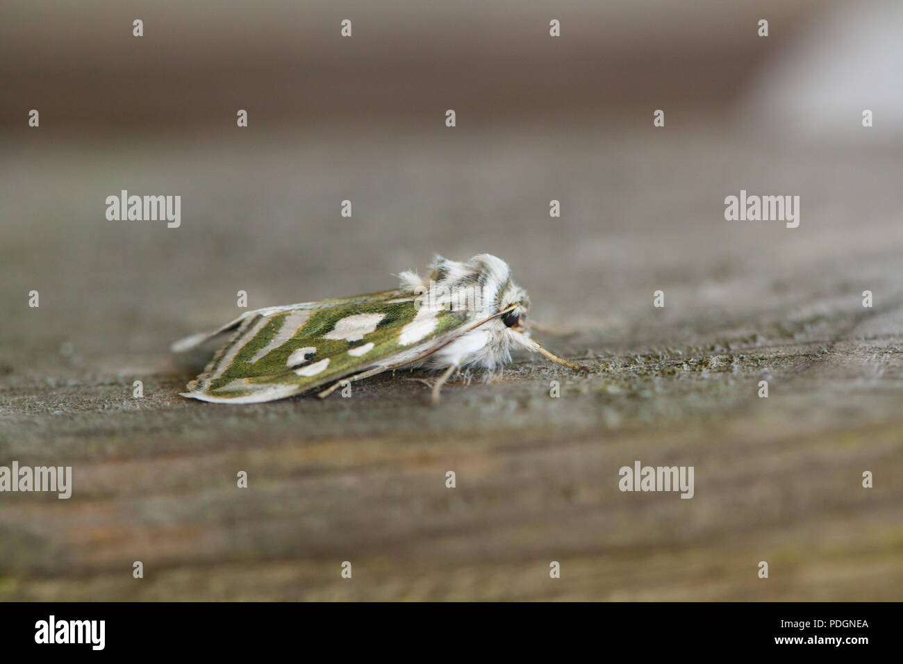 Green silver spangled shark moth Stock Photo - Alamy
