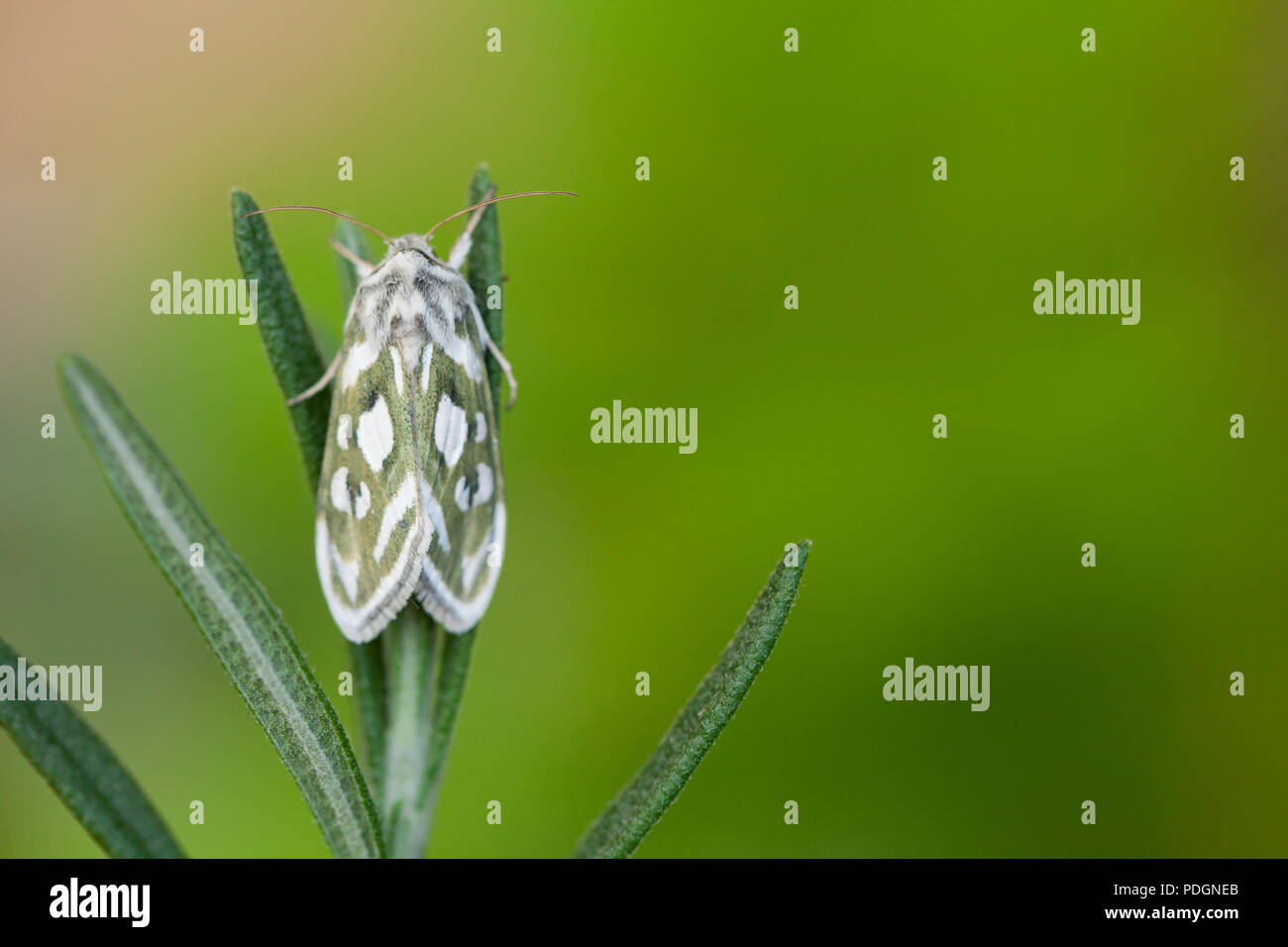 The Shark Moth High Resolution Stock Photography and Images - Alamy