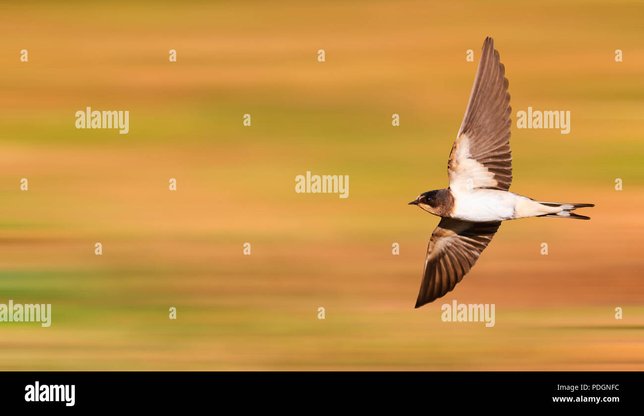 Swallow flies hi-res stock photography and images - Alamy
