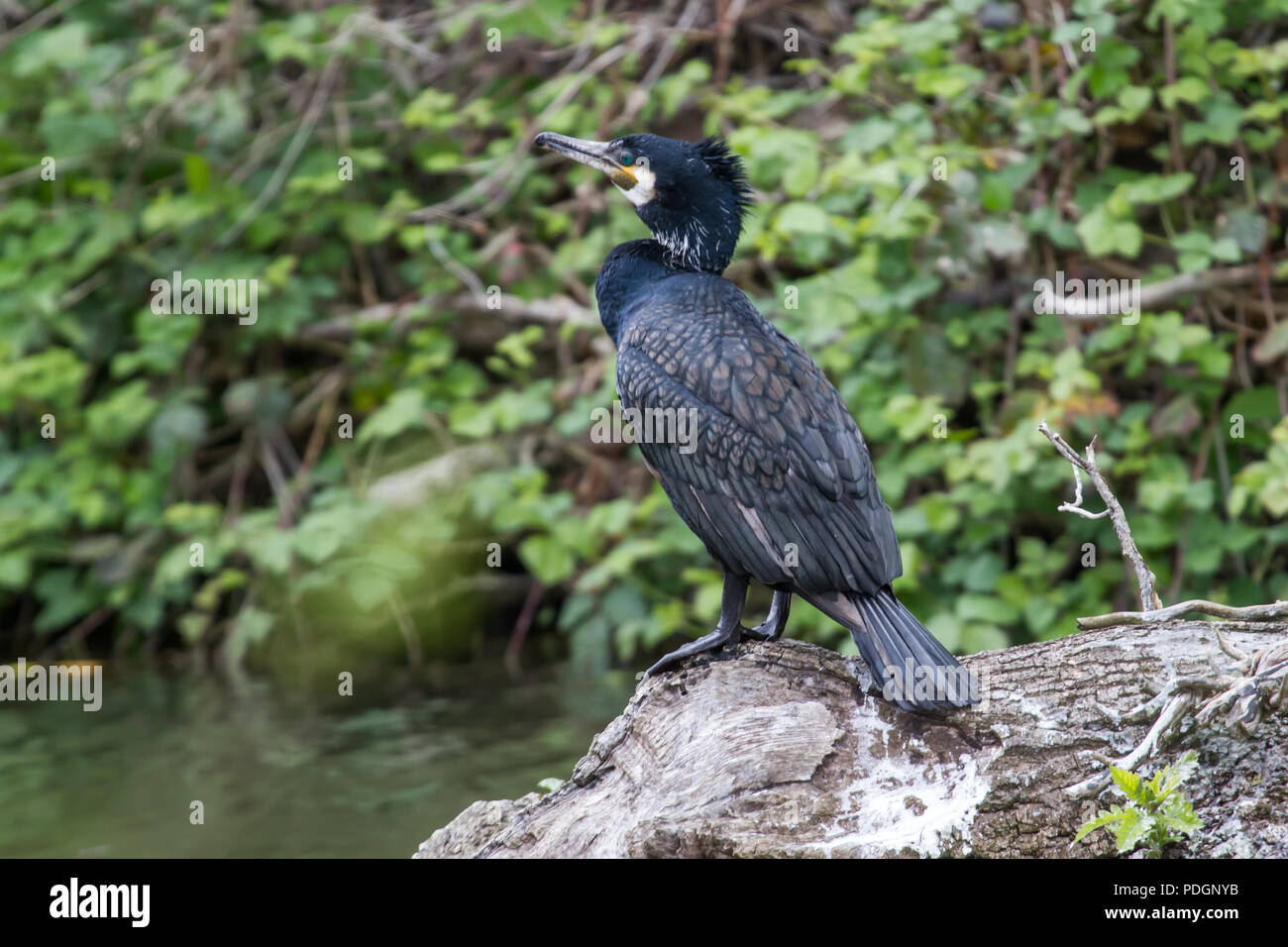 Photo of a cormorant hi-res stock photography and images - Alamy