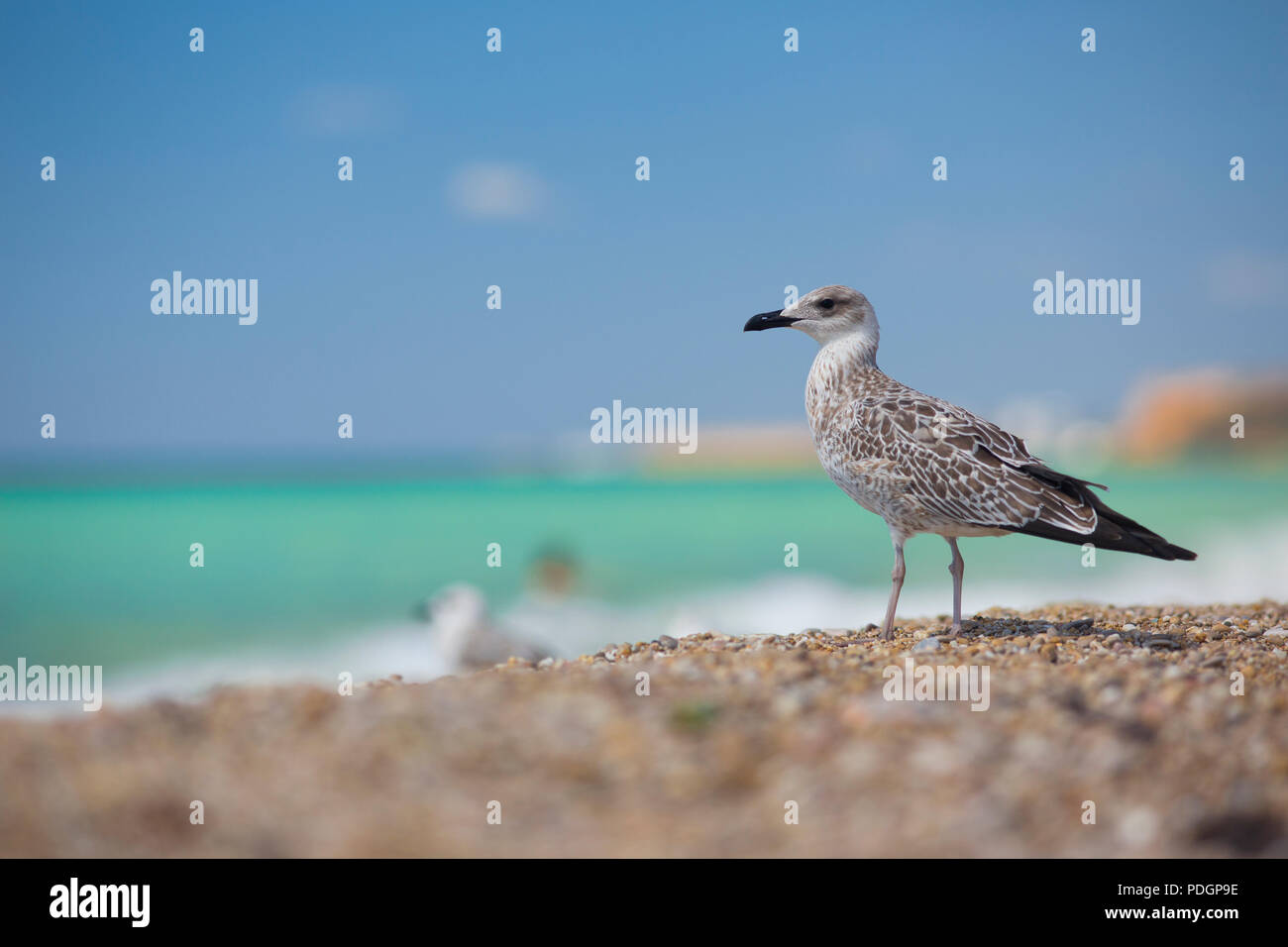 albatross on the sea background Stock Photo - Alamy