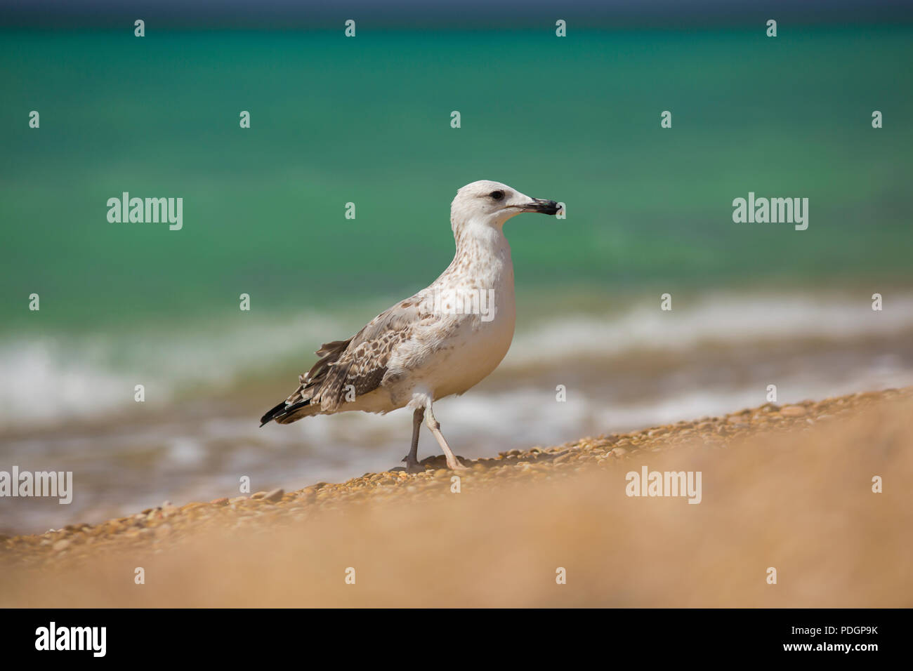 albatross on the sea background Stock Photo - Alamy