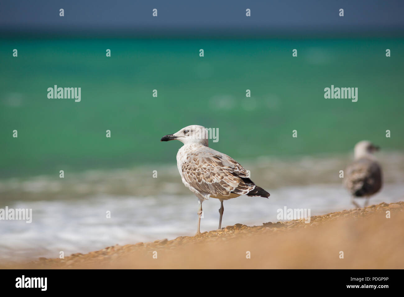 albatross on the sea background Stock Photo - Alamy