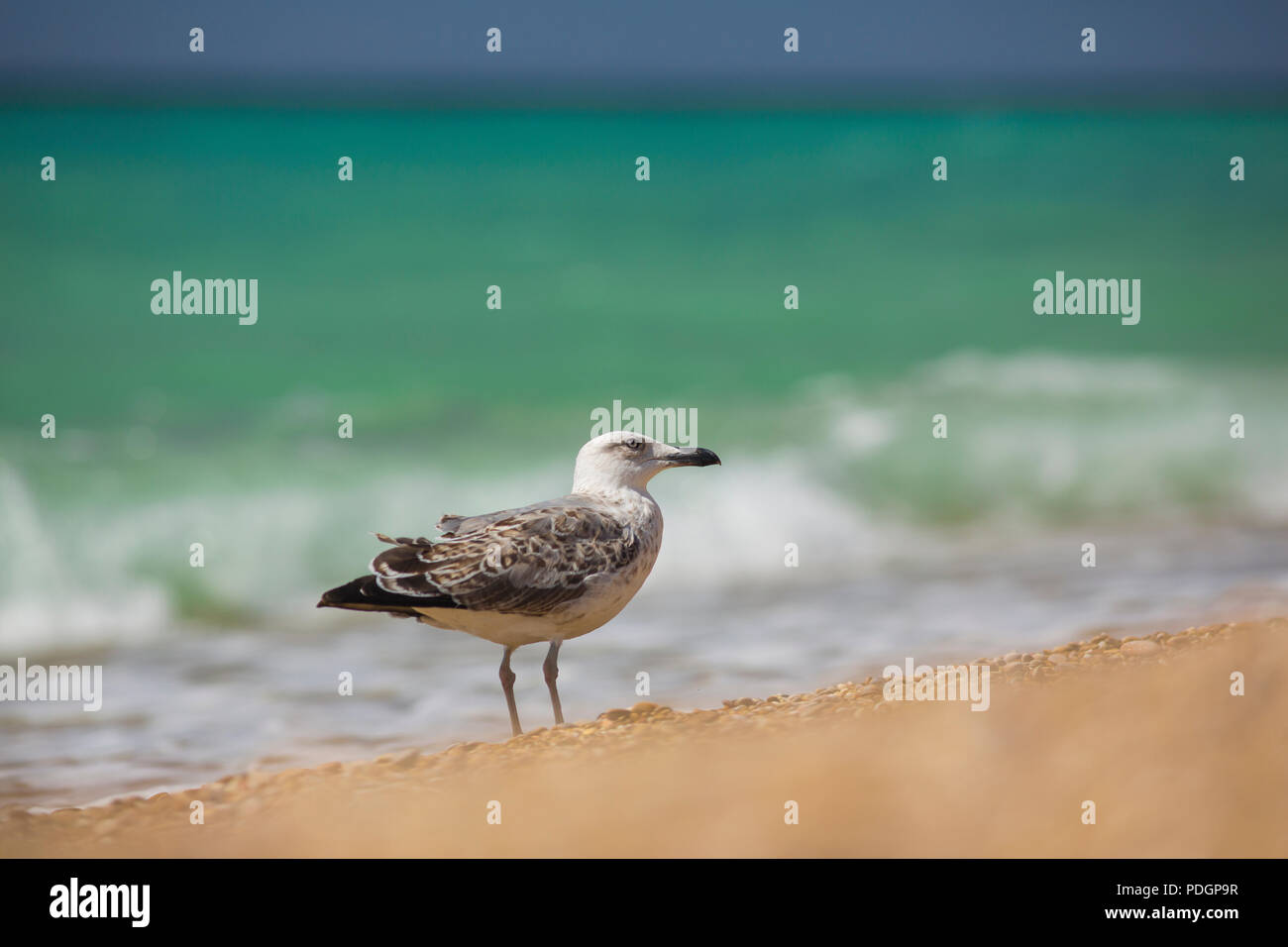albatross on the sea background Stock Photo - Alamy