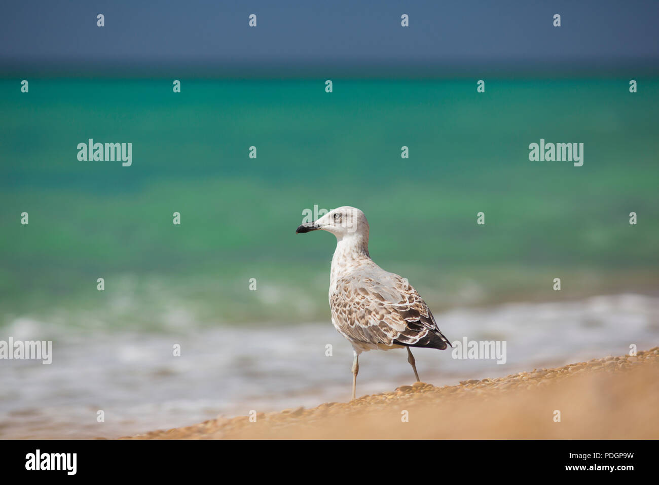 albatross on the sea background Stock Photo - Alamy