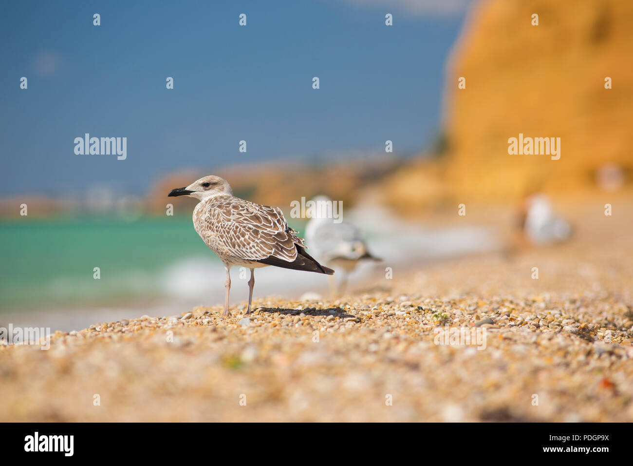 albatross on the sea background Stock Photo - Alamy