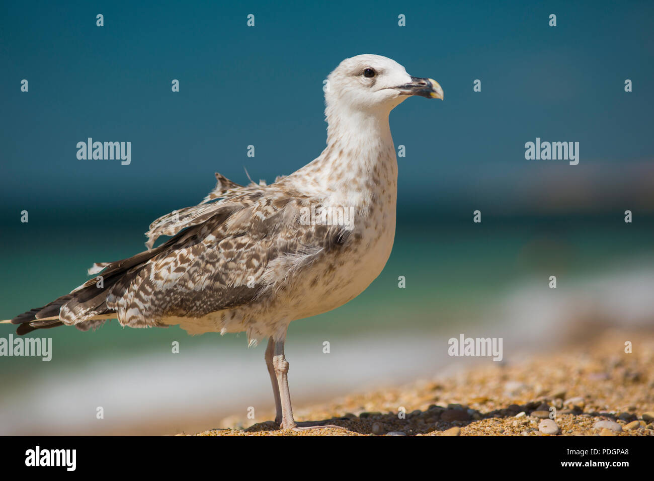 albatross on the sea background Stock Photo - Alamy